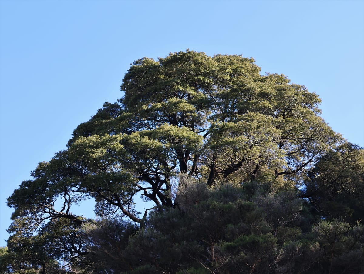 Beech tree and sky