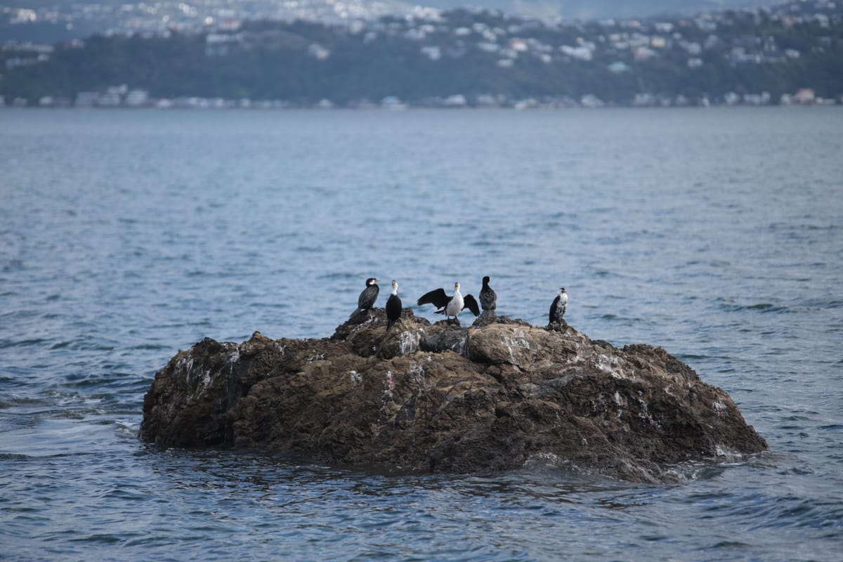 Seabirds on a rock