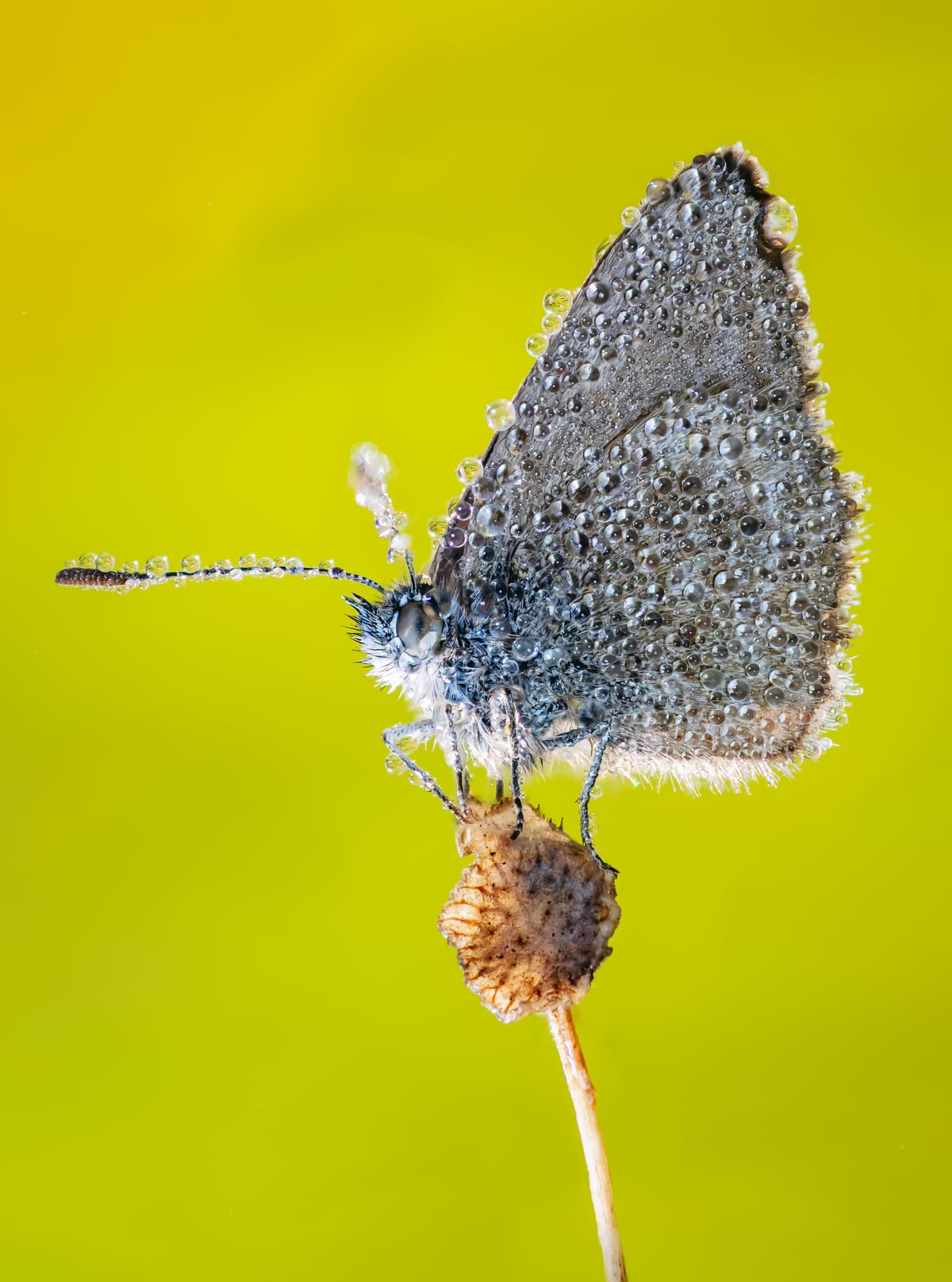 Blue butterfly macro