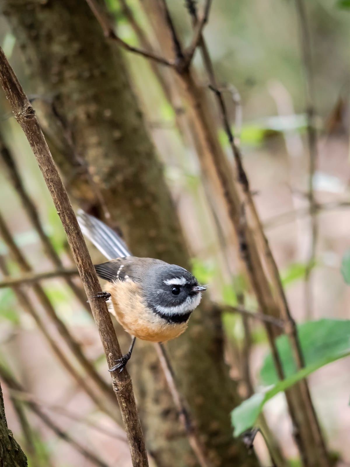 Fantail Piwakawaka