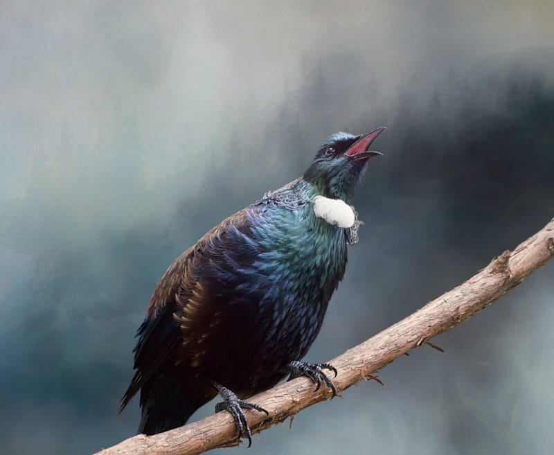 Tūī perches on a branch